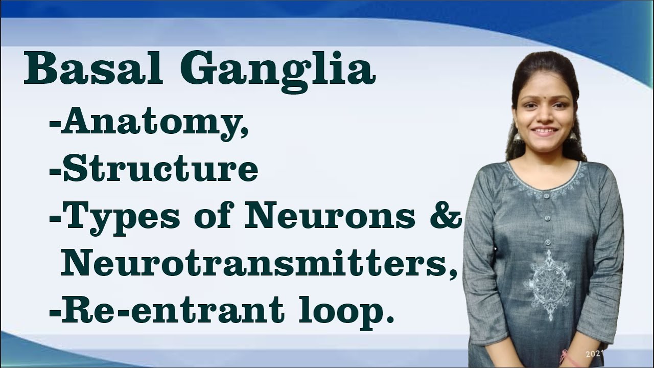 Basal Ganglia- Anatomy, Structure, Re-entrant loops I Motor System ...
