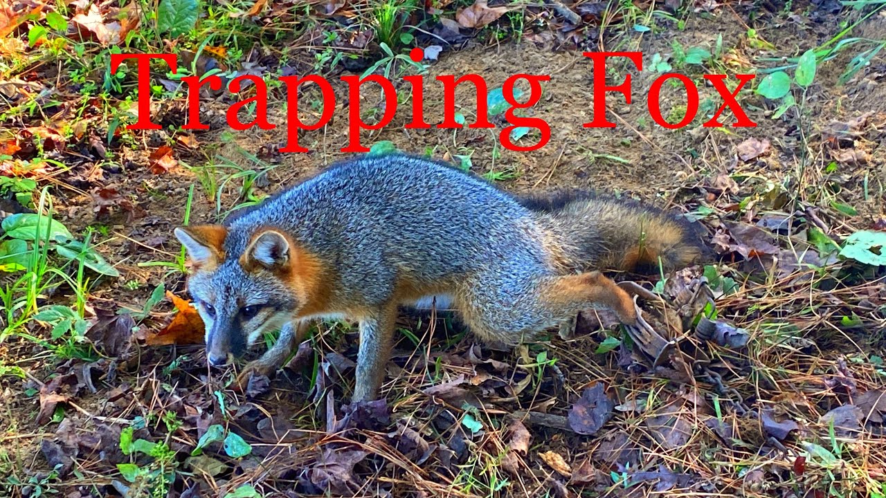Trapping Fox - YouTube
