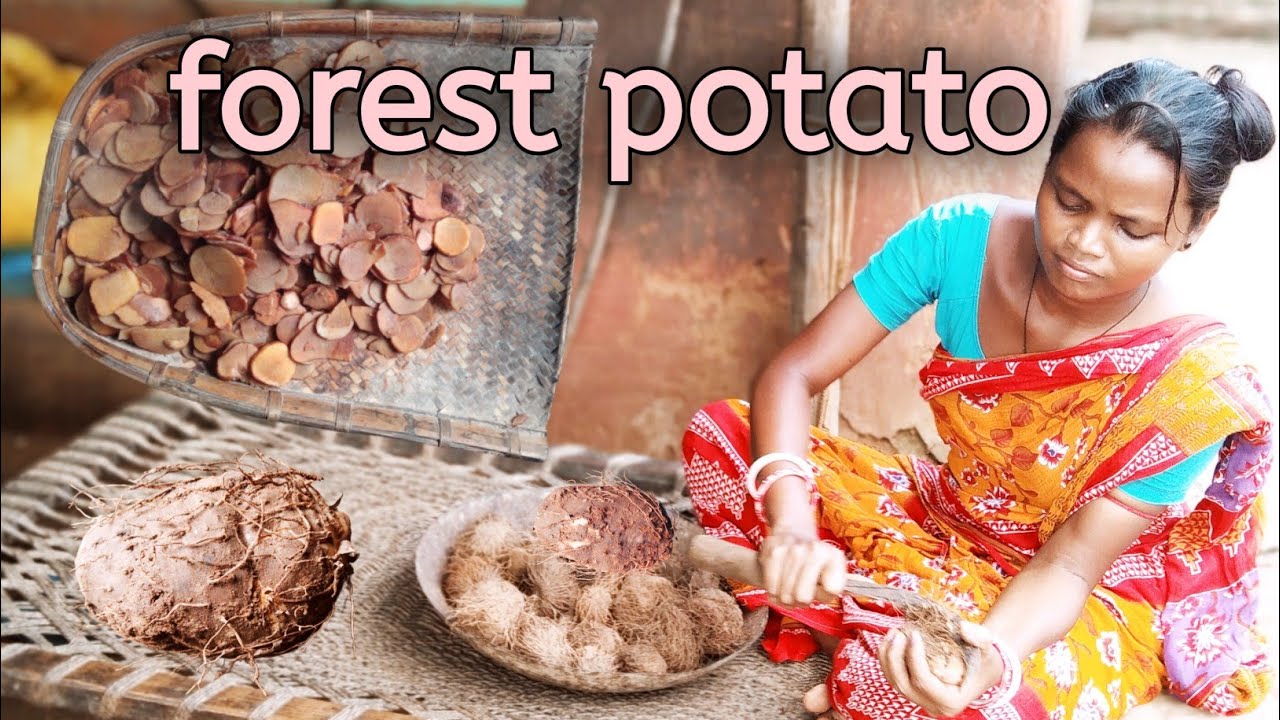 Forest potato cooking by santali tribe & eating || jangal ka pita alu ...