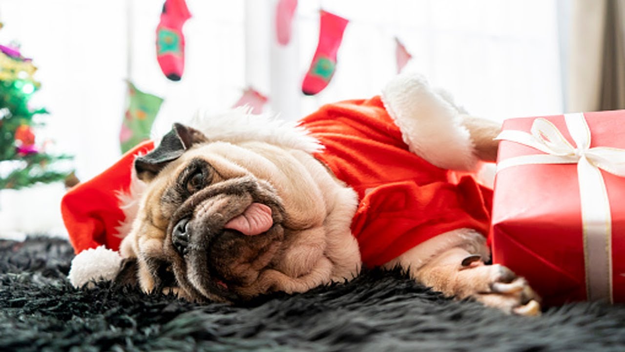 Dogs Opening Christmas Presents 🐶🎁 (Part 2) [Funny Pets] - YouTube