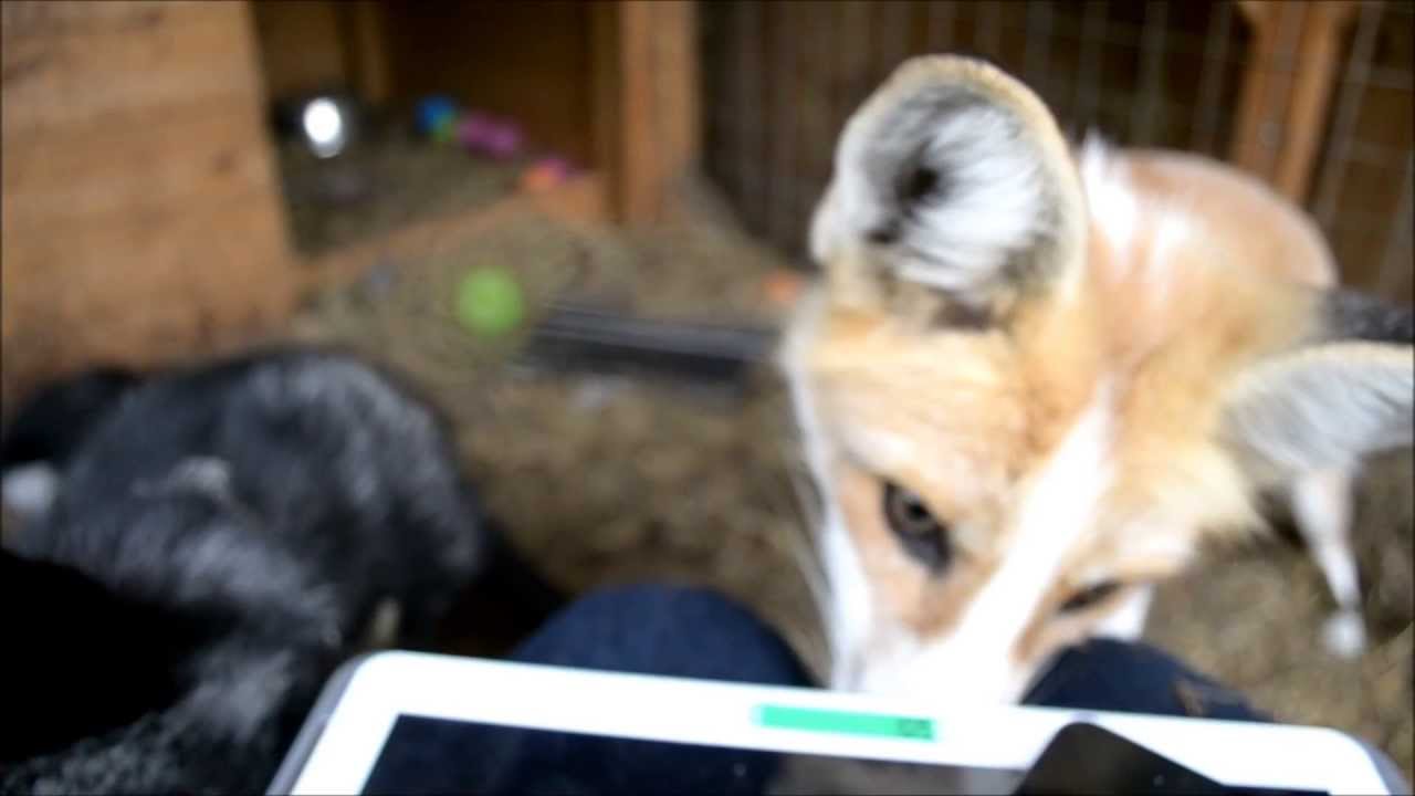 Two REAL foxes listening to Ylvis The Fox - YouTube