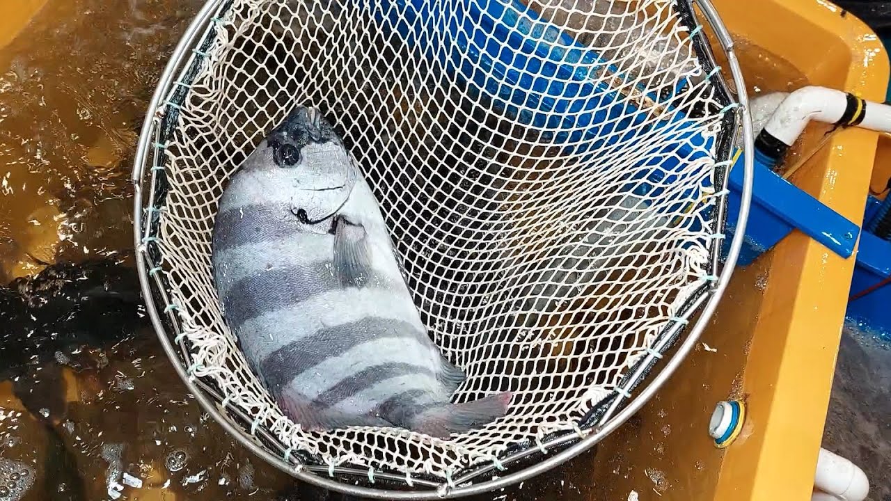 새벽 3시?! / 16000평 노량진 수산시장 그곳에선... l 55600m2 size, Noryangjin Fish ...