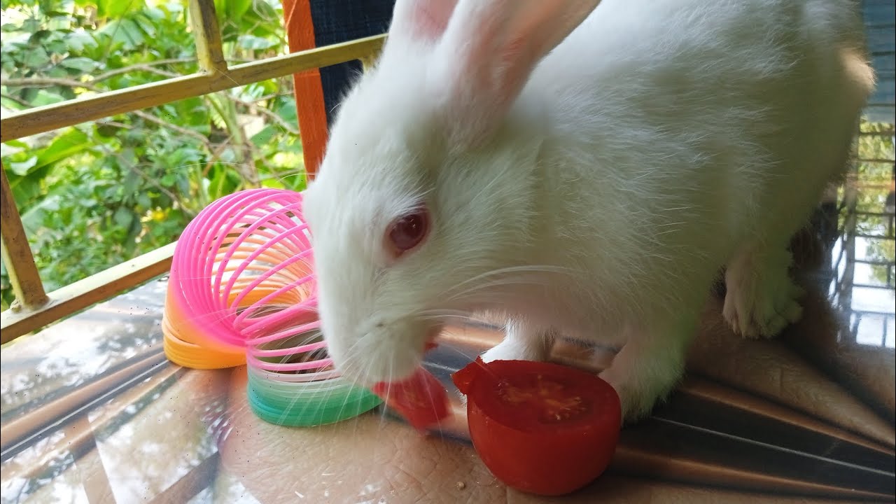 Cute Baby Rabbit Video - Pet Animal Rabbit Cute Baby || Das Cute Rabbit ...