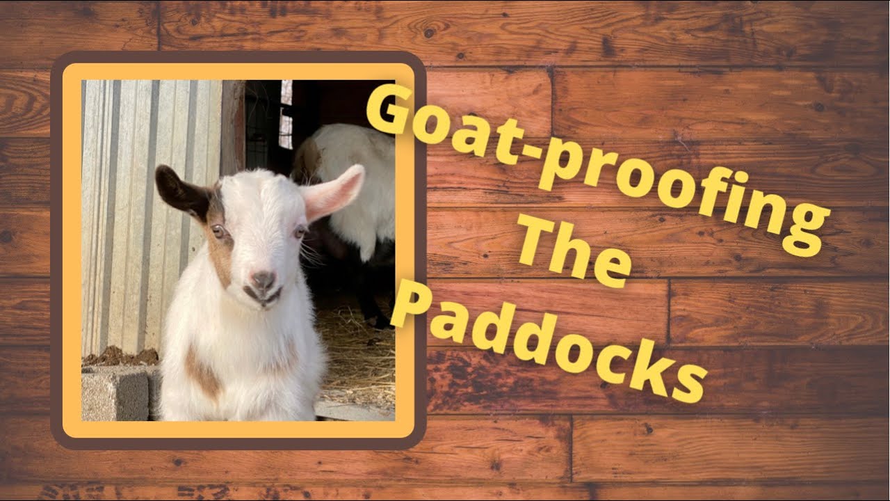 Goat Proofing the Paddocks -- Small Farm Life Vlog#1 - YouTube
