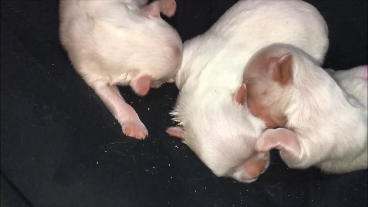 Ch Little/Bell puppies 4 days old... - YouTube
