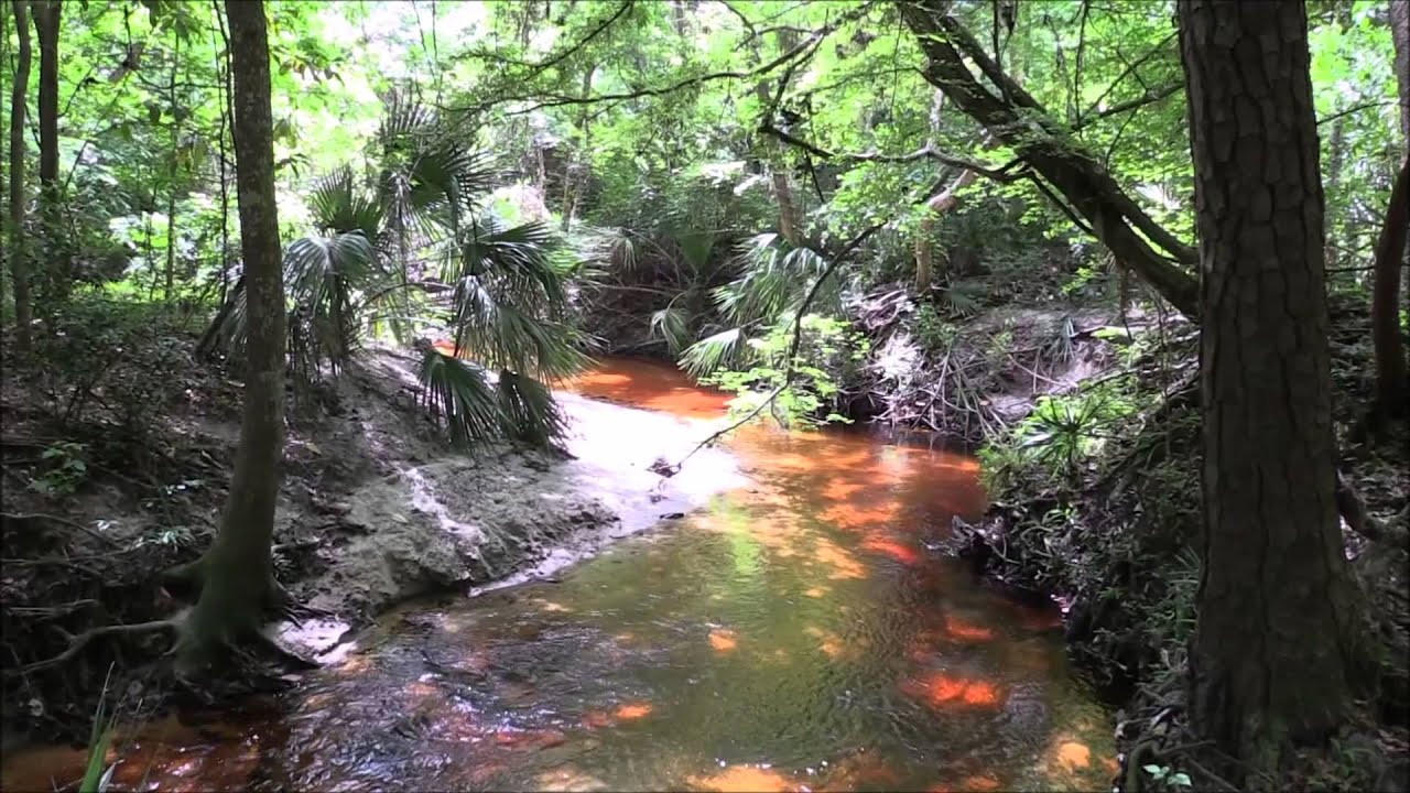 Ring Park Gainesville, FL - YouTube