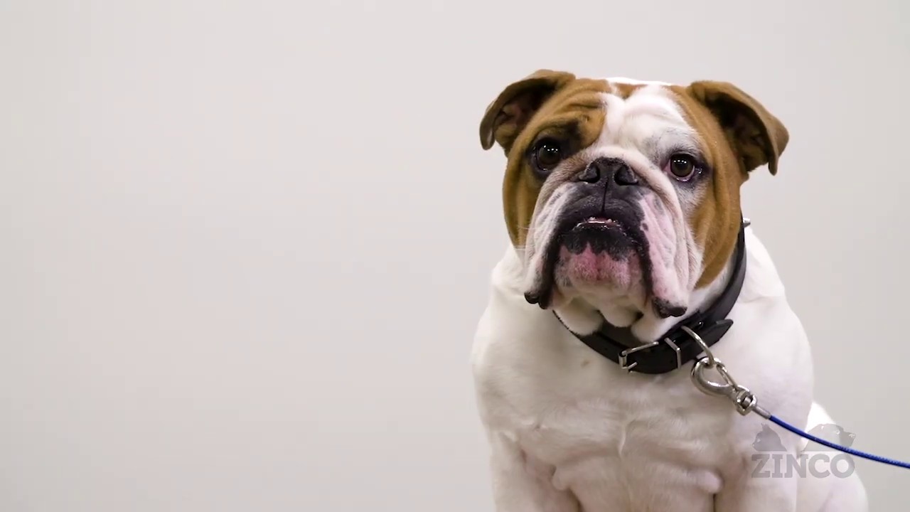 Ben-Mor - Zinco Dog & Cat Tie-Outs - YouTube