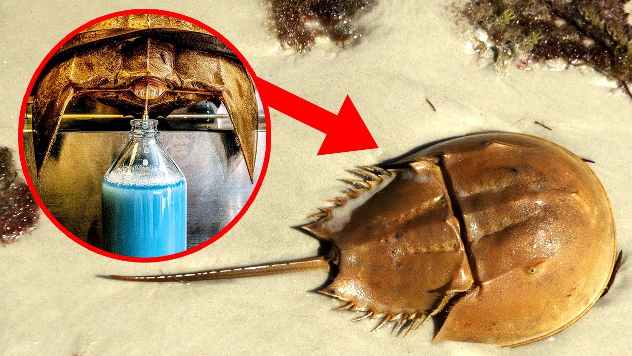 Most EXPENSIVE Liquids In The World! - YouTube