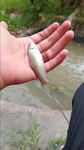 strike ikan cantik wader cakul😀 #fishing #mancing #microfhising - YouTube