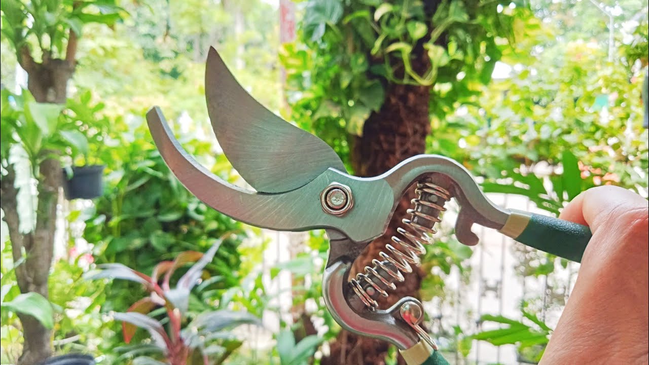 Buka hasil belanjaan dari Mr. DIY dan review gunting pangkas. Bagus gak ...