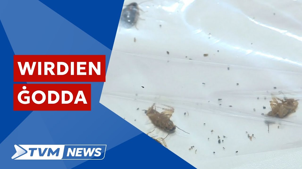 Tliet speċi ġodda ta' wirdien f'Malta - YouTube