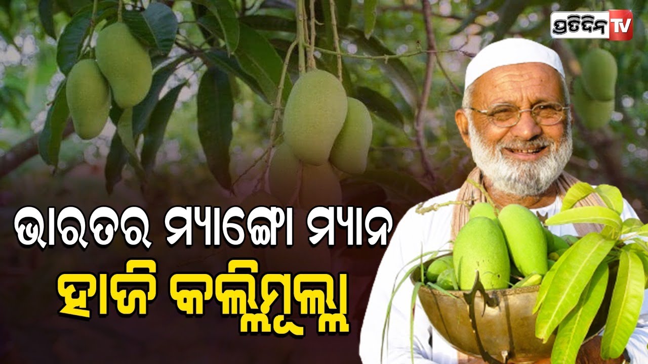 Meet India’s Mango Man, Whose 120-Year-Old Mango Tree Produces Over 300 ...