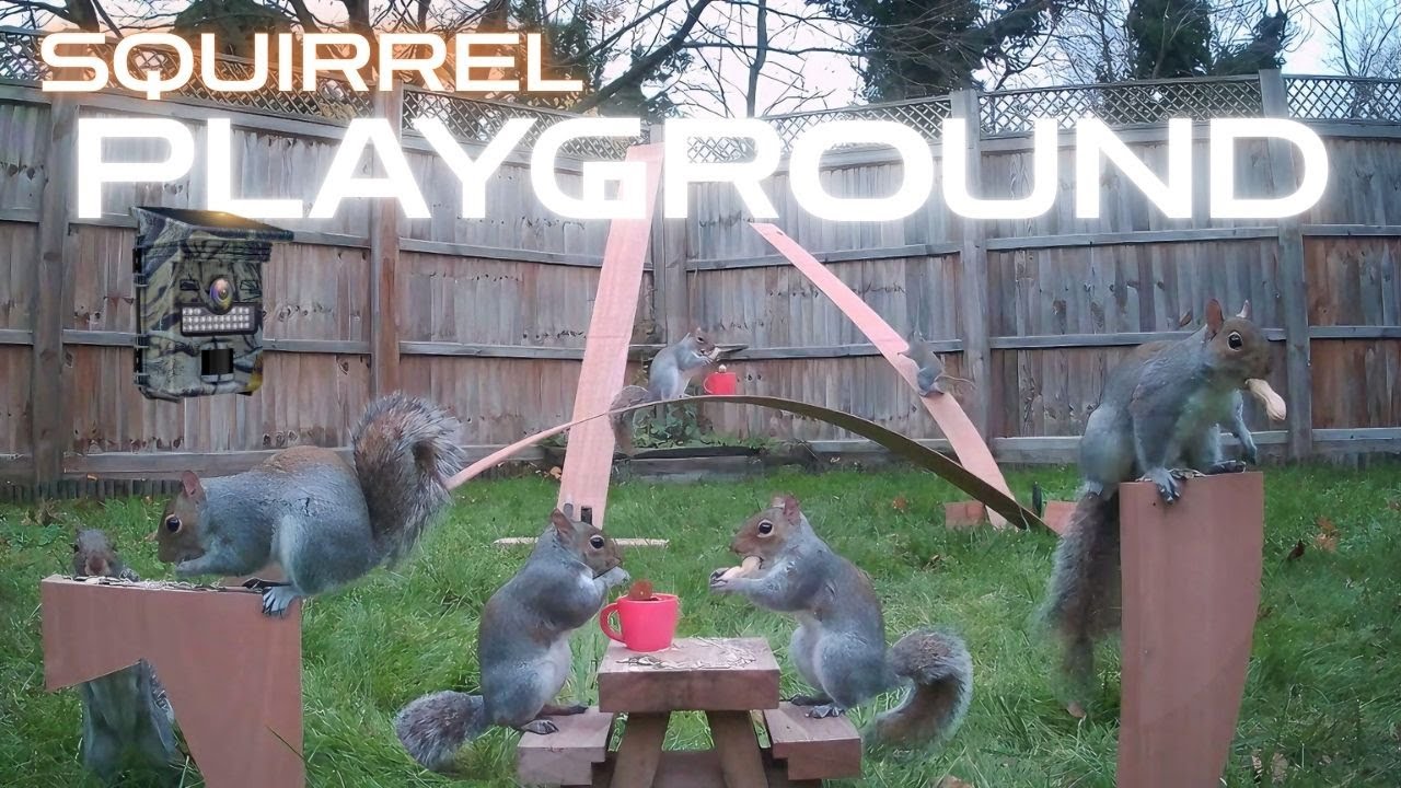 I Created An Incredible Squirrel Playground! - YouTube