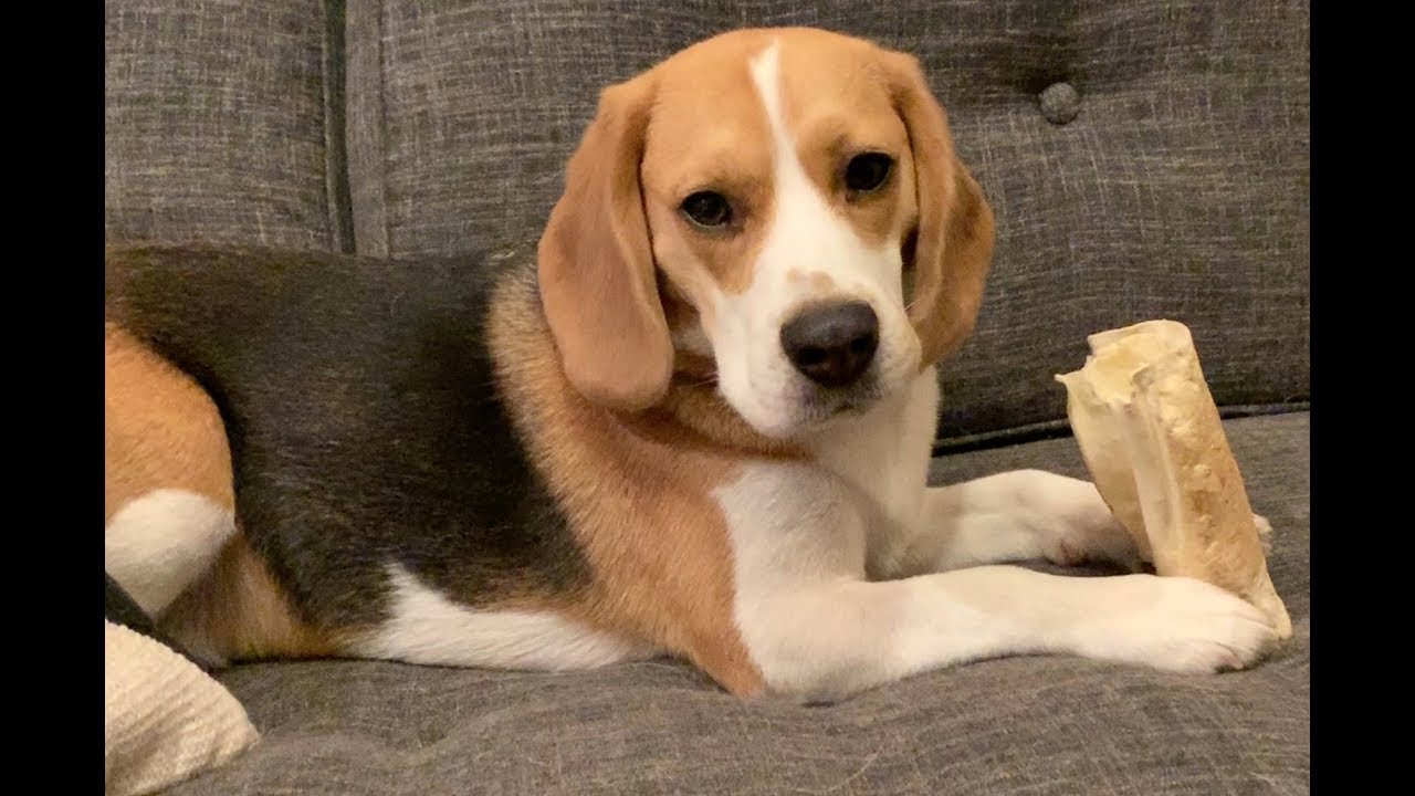 Cute beagle growls, doesn't want to go to bed - YouTube