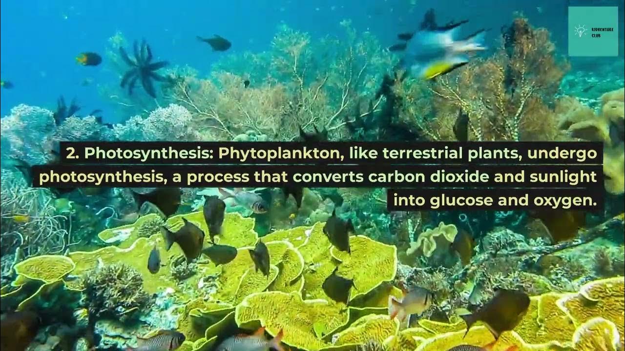 Do the oceans produce over 50% of the oxygen we breath? - YouTube