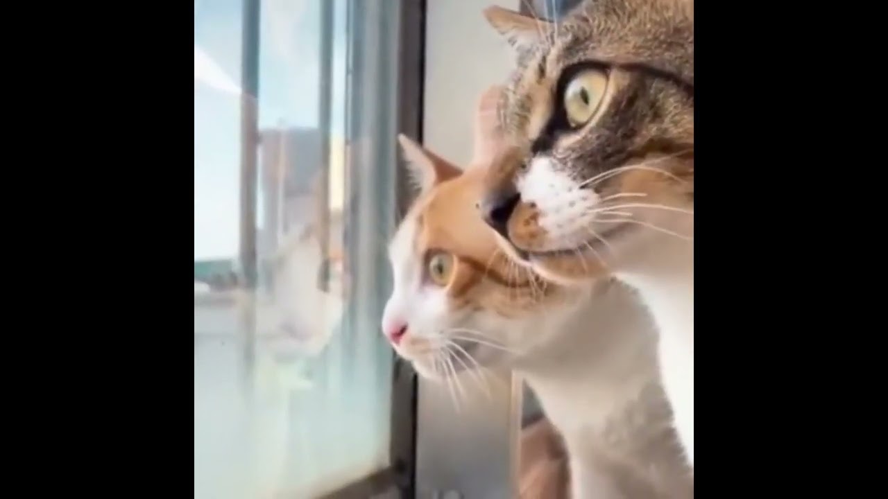 two cats having a normal conversation - YouTube