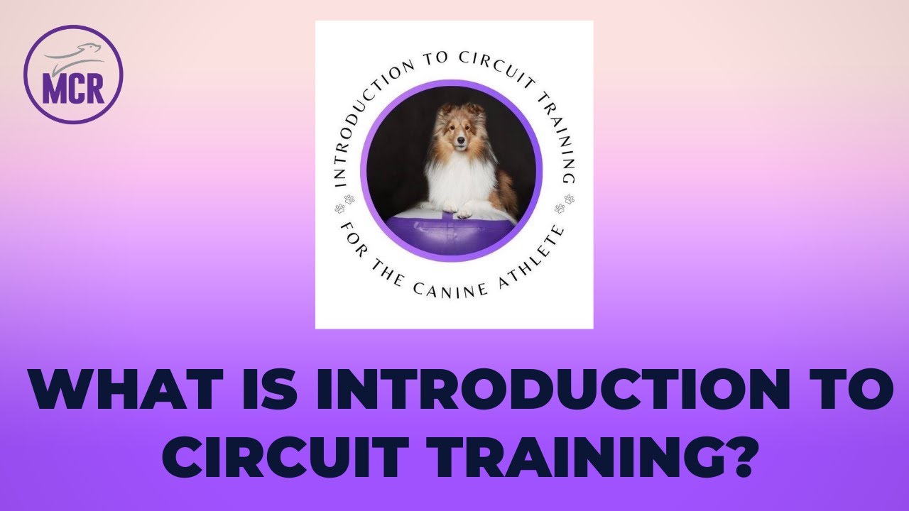 Have you heard of circuit training your dog? - YouTube