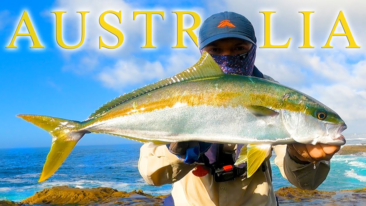 How to catch EPIC Yellowtail Kingfish & Bonito! | Fishing Australia ...