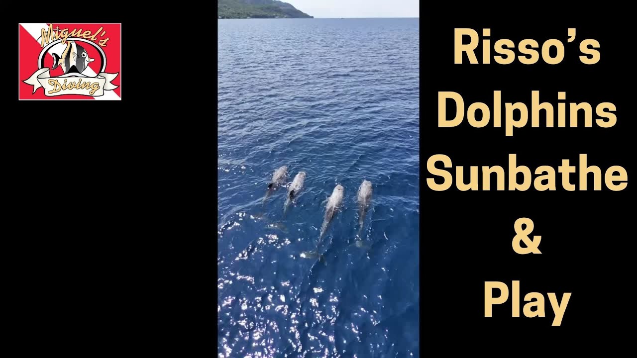 Risso's Dolphins Sunbathe & Play in Gorontalo - YouTube