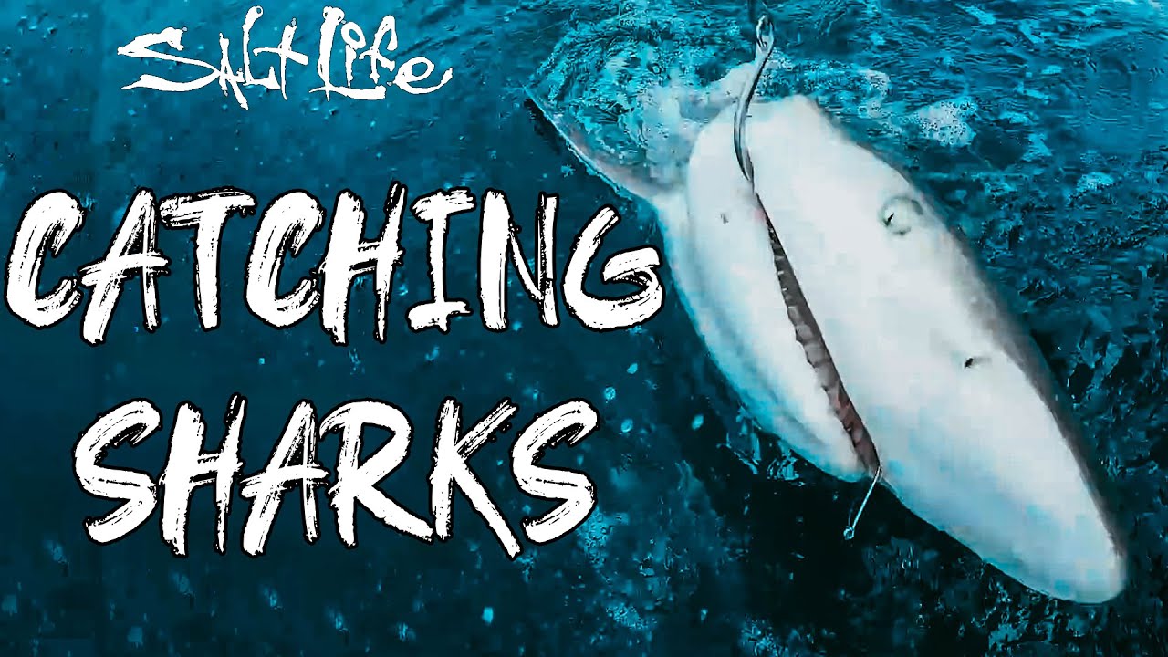 Best Shark Catches with the Salt Life Team! - YouTube