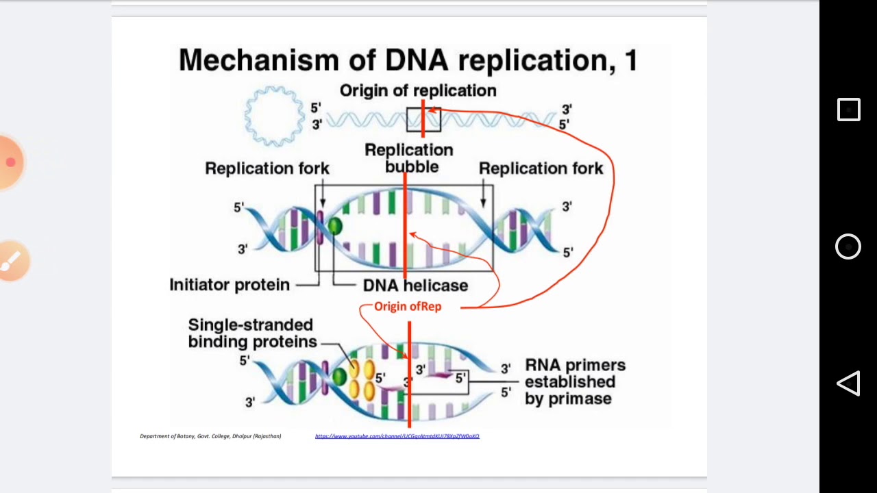 Ori - Origin of Replication In Bacteria - YouTube