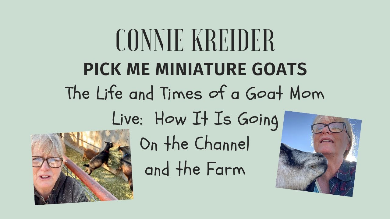 12/29/2024 Connie Kreider, Pick Me Miniature Goats is live! - YouTube