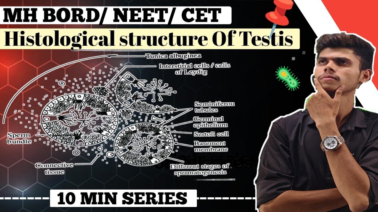 Histological Structure of Testis | Class 12 Biology | NEET & Board Exam ...