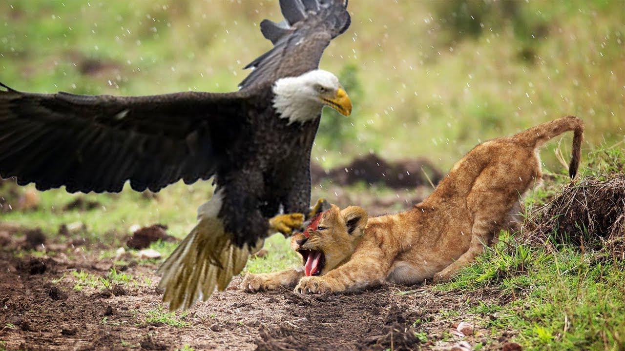 Poor Lion Cub Was Hiding From The Rain When Suddenly He Was Attacked By ...