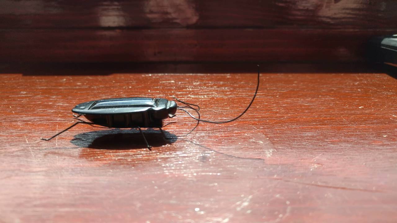 Solar cockroach going crazy - YouTube