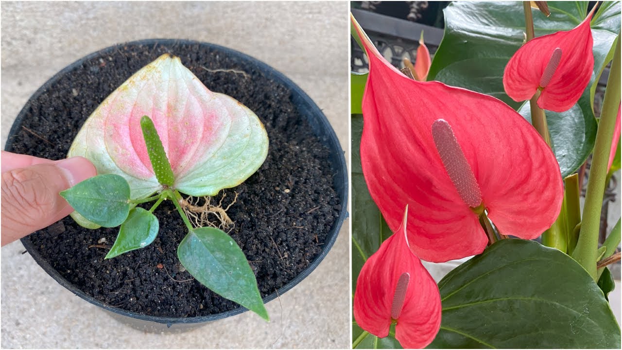 Water solution helps Anthurium root super fast, anyone can do it - YouTube