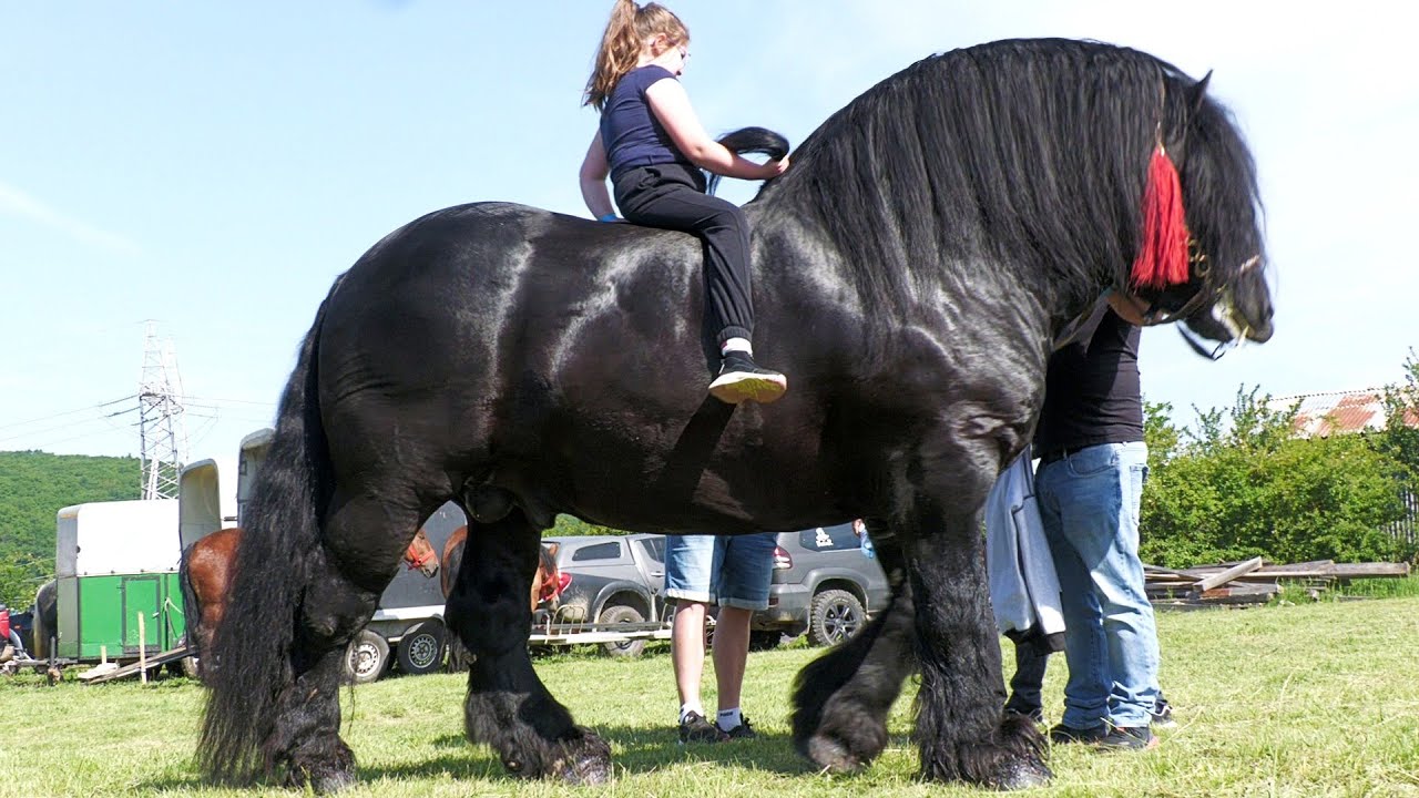 Cai Grei Armăsari pentru montă Lupu Șor de la Orlat-Sibiu 2024 - YouTube