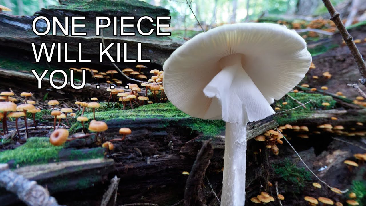 Destroying Angel Mushroom Identification