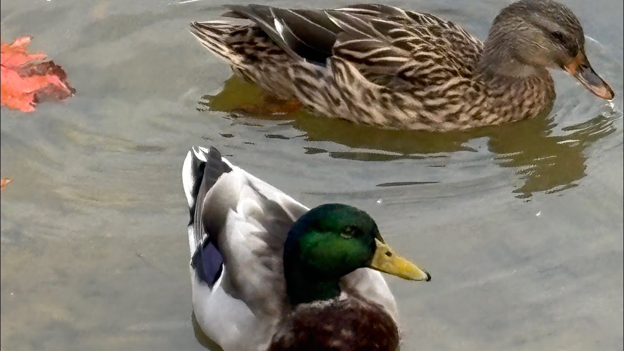 Duck can’t stop QUACKING! How many quacks?!?! - YouTube