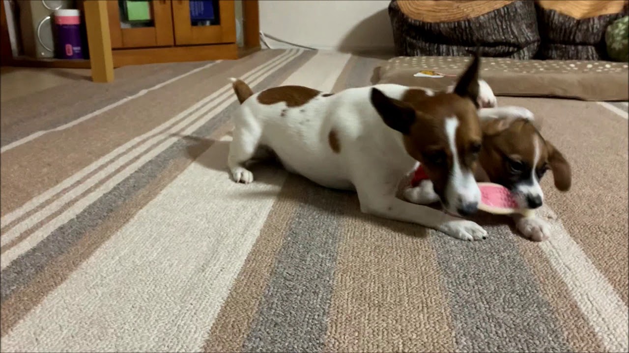 Jack Russell Terrier Sophie e Ruby 幸せ - YouTube
