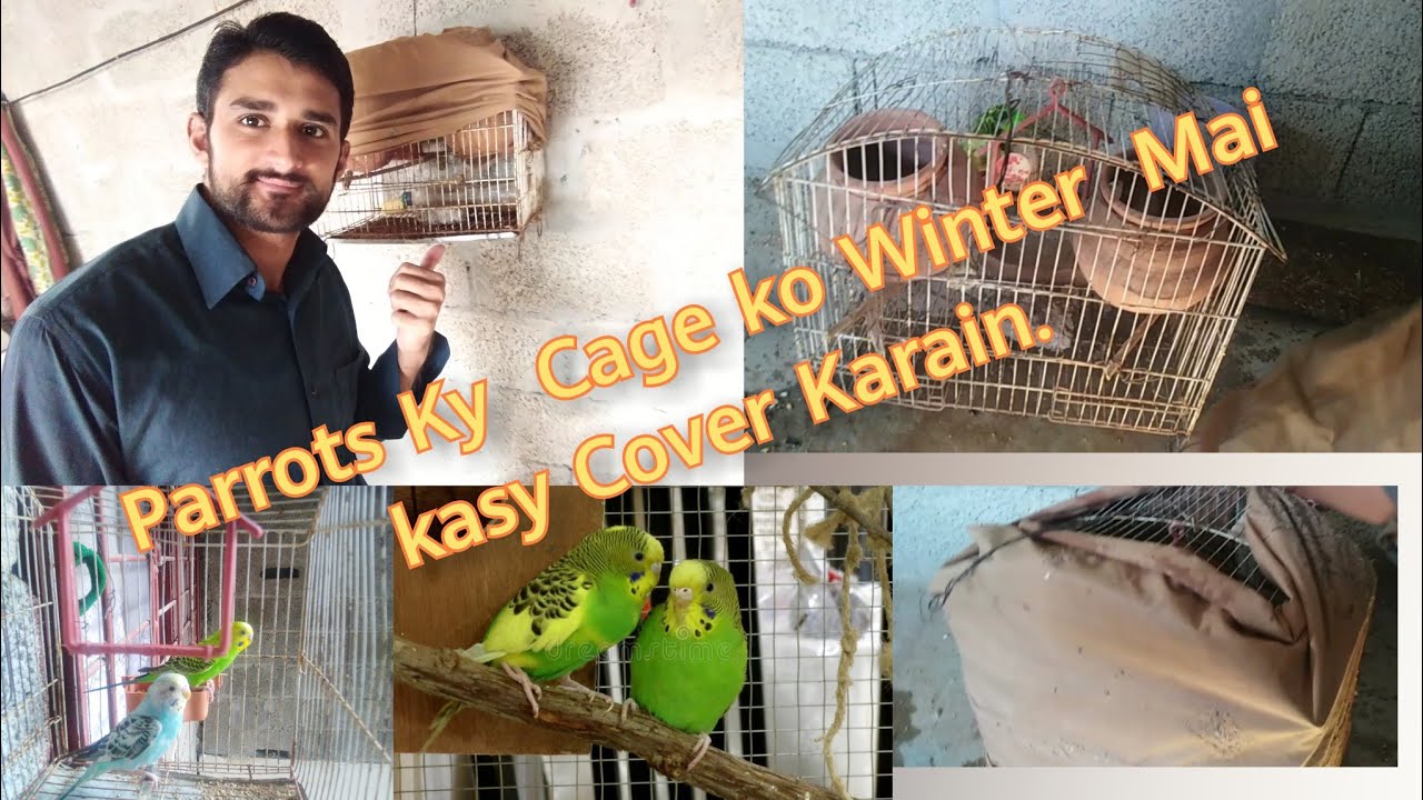 How To Protect Parrots in home | Parrot Cage In Winter Season ...
