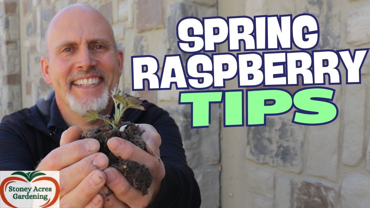 3 Spring Tips for Your Raspberry Patch - Quick Tip Tuesday 1 - YouTube