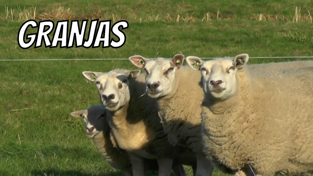 LA GRANJA | Curiosidades y cosas que no sabías de las Granjas y Cómo ...