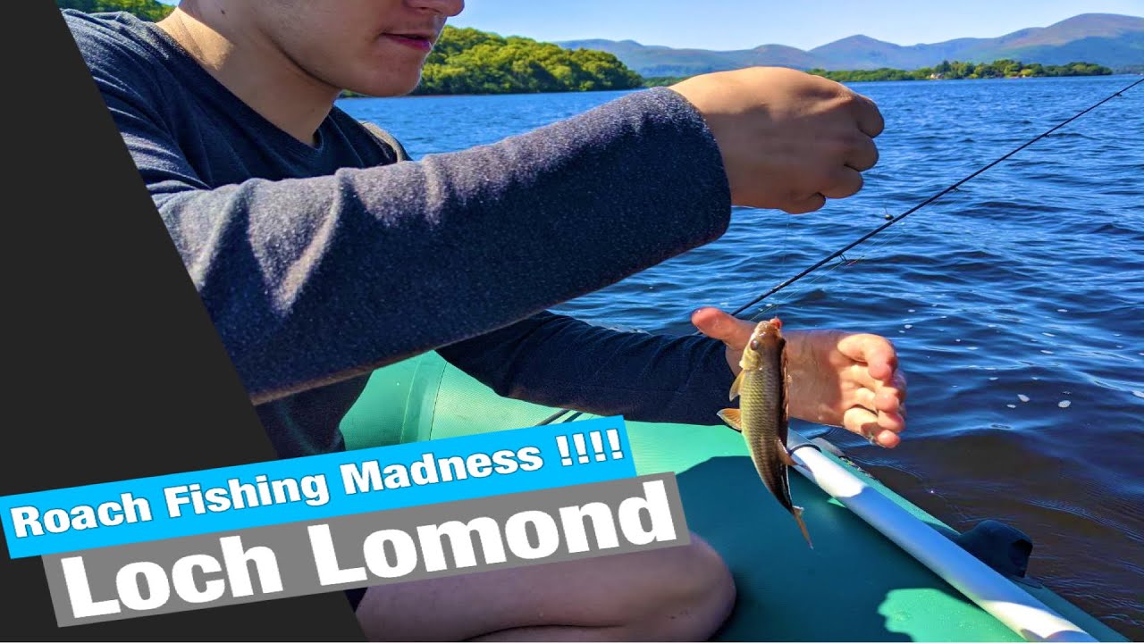 Beautiful small fish 🎣Loch Lomond Fishing | roach fishing | coarse ...