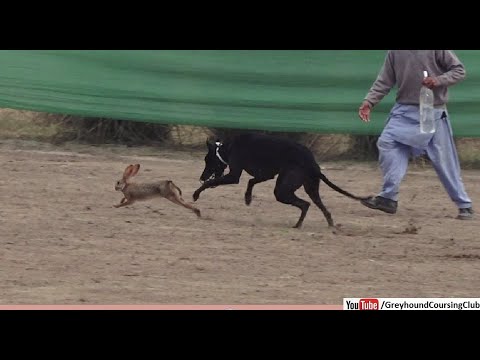 rabbit coursing 2023 | greyhound vs hare | dog vs rabbit race - YouTube