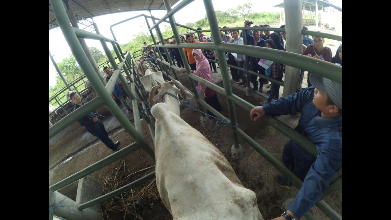 Cara Menghitung BCS Sapi Potong - YouTube