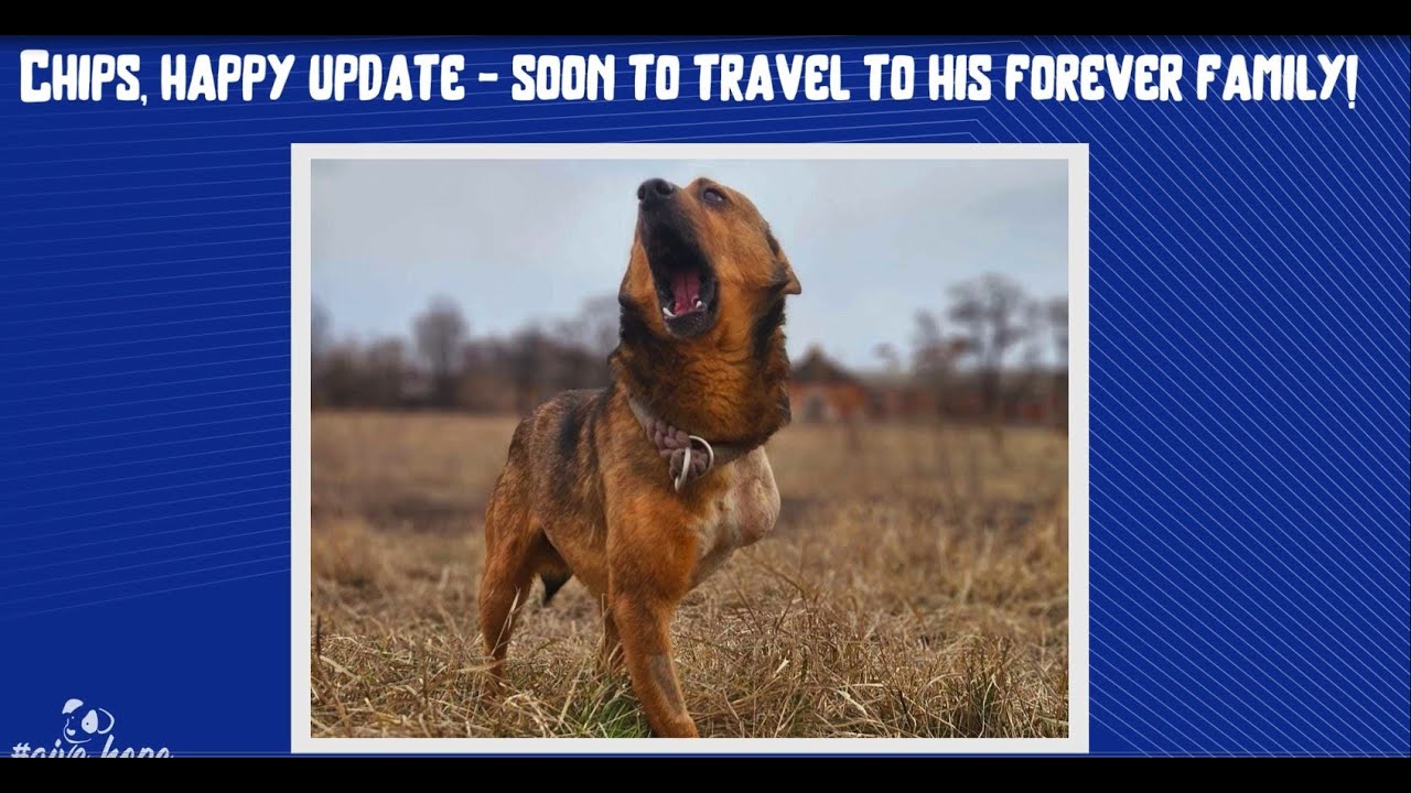 Chips, happy update - soon to travel to his forever family! - YouTube