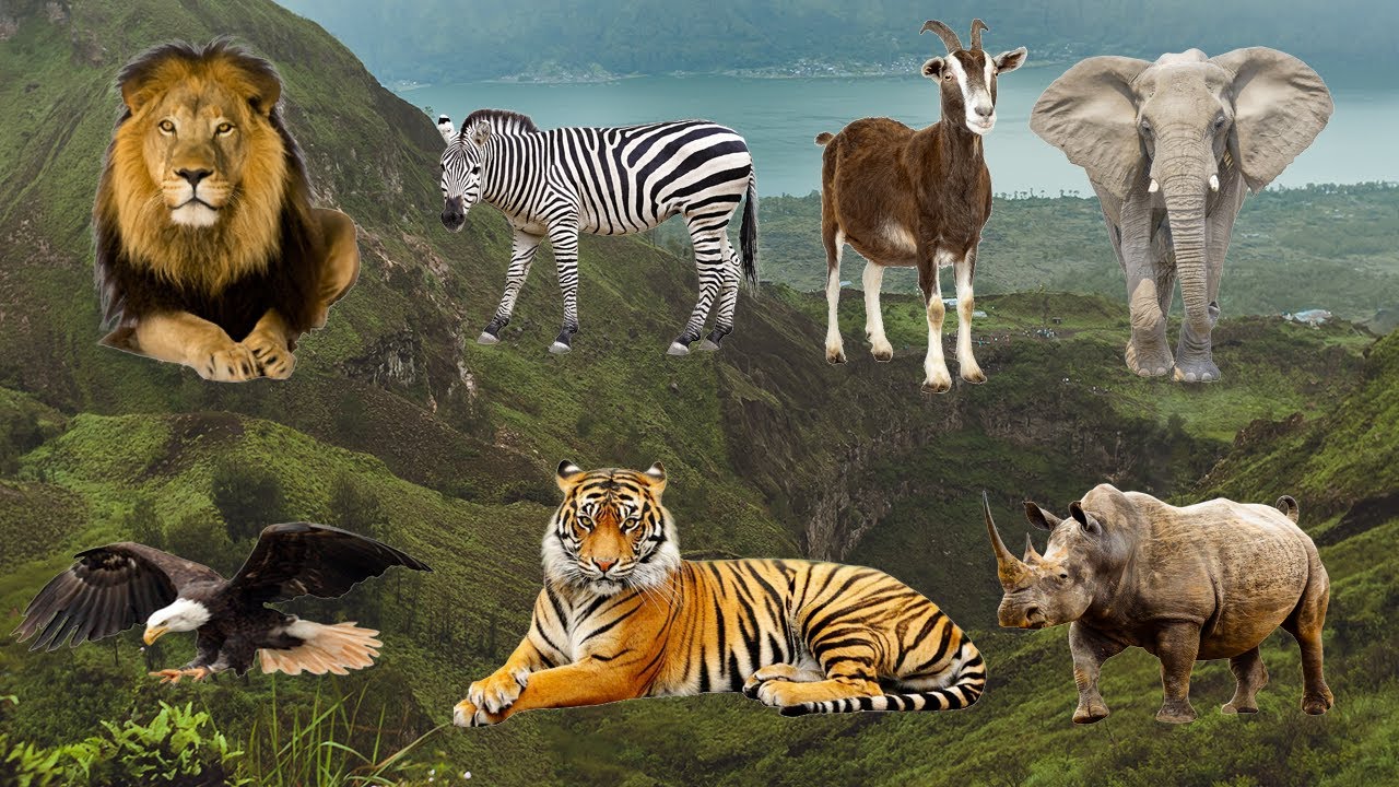 100 animal sounds, lion, snake, eagle, owl, whale, aligator, bat ...
