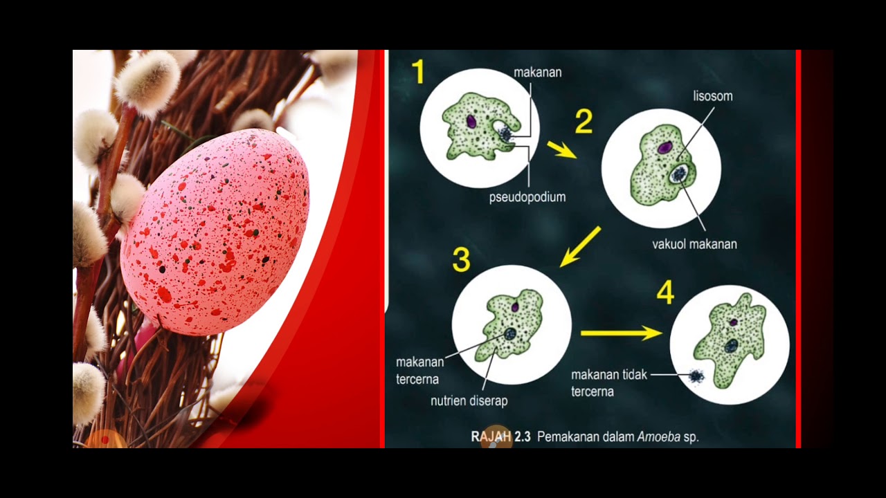 BIOLOGI KSSM TINGKATAN 4 BAB 2 (2.2) ORGANISMA UNISEL - YouTube