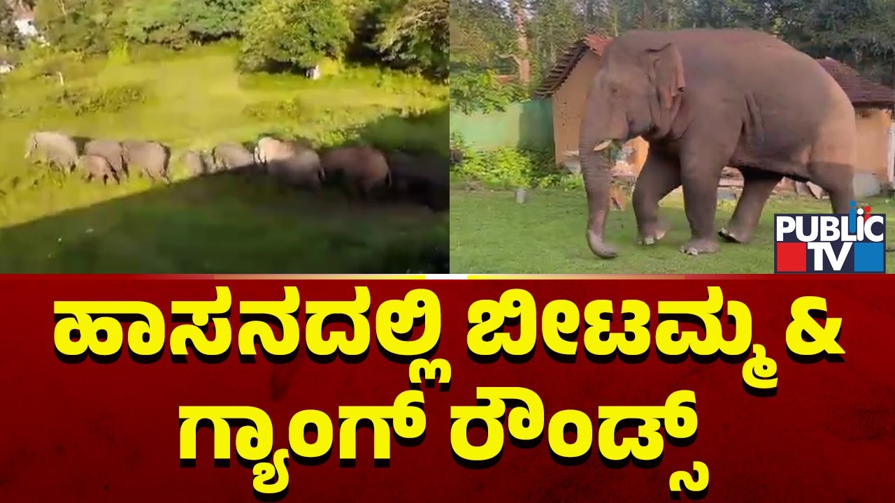 Wild Elephants Destroy Paddy Crops, Banana and Coffee Plantation ...