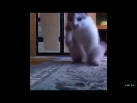 Bana para ver diyen kedi