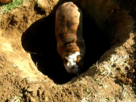 cute bulldog digging a big hole - YouTube