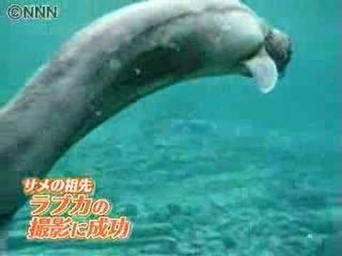 Rare Shark Combine With a Snake - YouTube