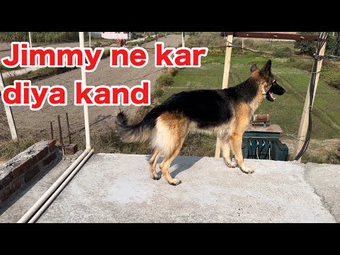 Aaj apne dogi se mila 4month baad || - YouTube