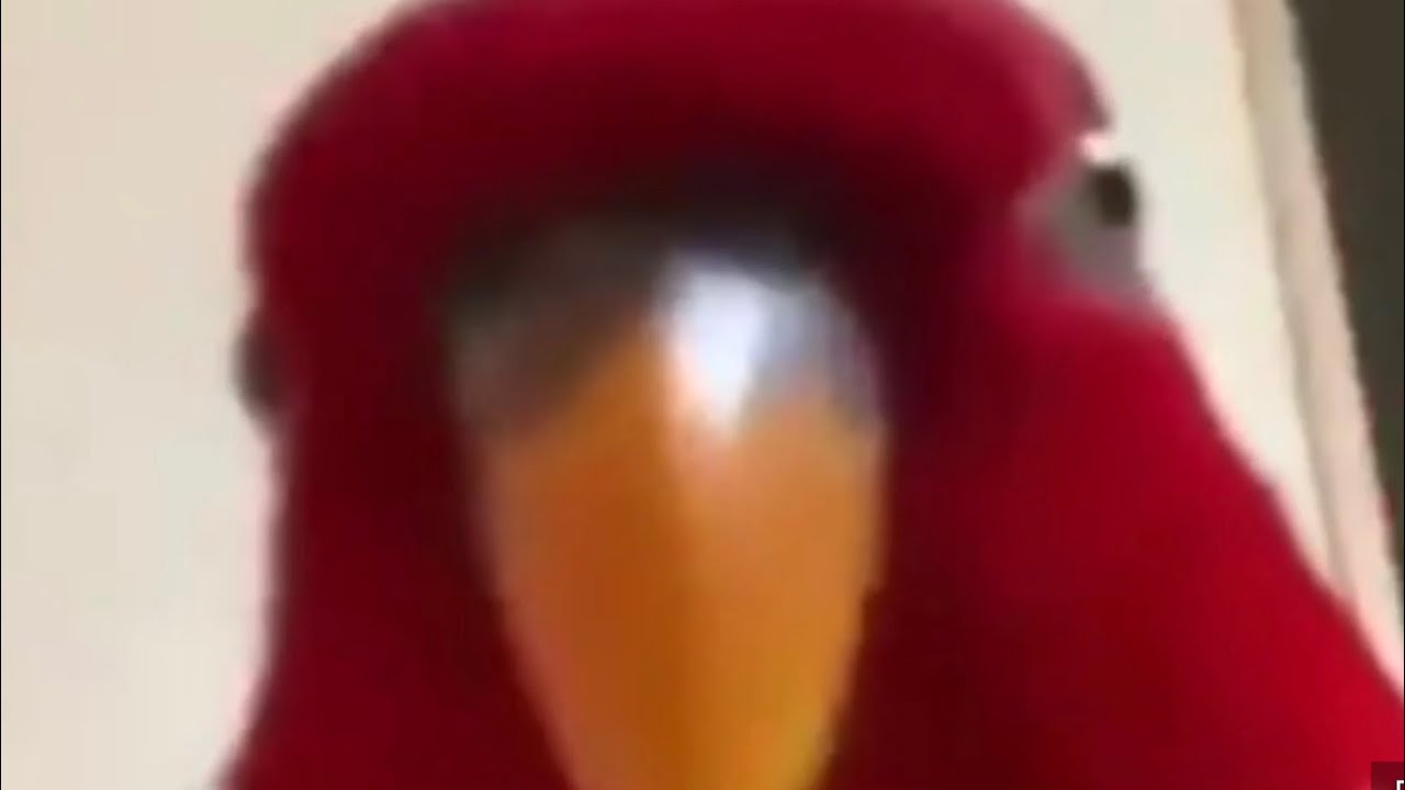 red bird wuewuewue meme #meme #shorts - YouTube