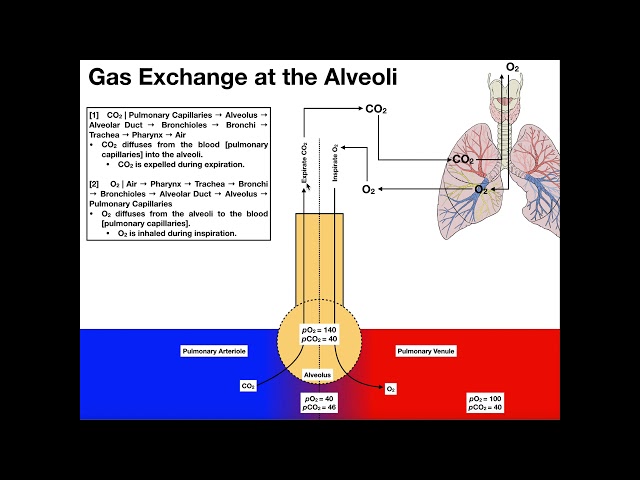 The Cellular Process Of Gaseous Exchange At Alveolar Level